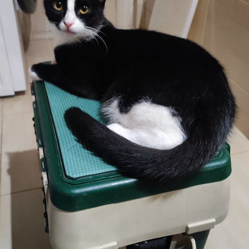 Отдам котенка в добрые руки