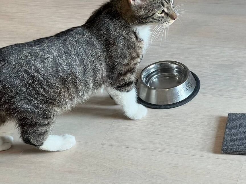 Котенок медвежонок