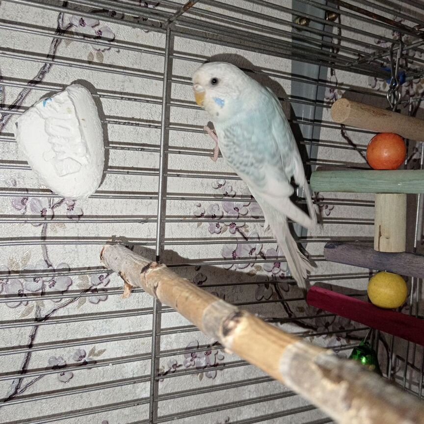 Волнистый попугай - девочка