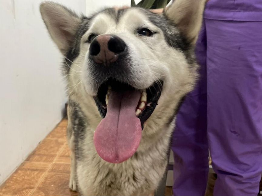 Собака кобель хаски/маламут в лучшие руки