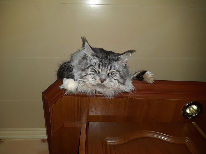 Котята мейн-кун