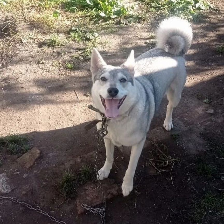 Европейская лайка ищет дом