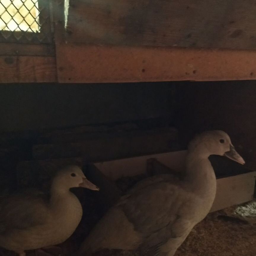 Индоутки молодые