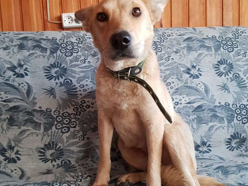 Сима собачка для спокойной семьи