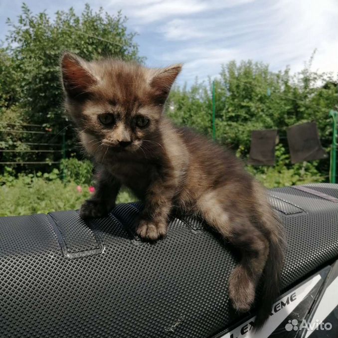 Котик кошечка котята котёнок