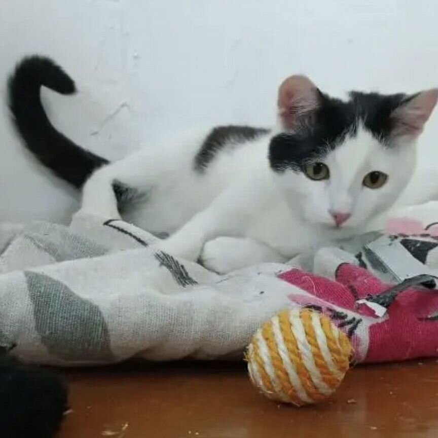 Котёнок в добрые руки