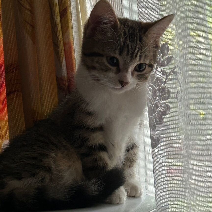 Котёнок в добрые руки