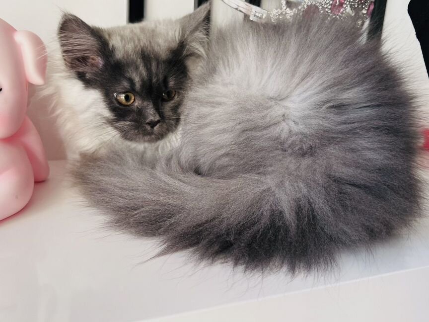 Котенок пантера
