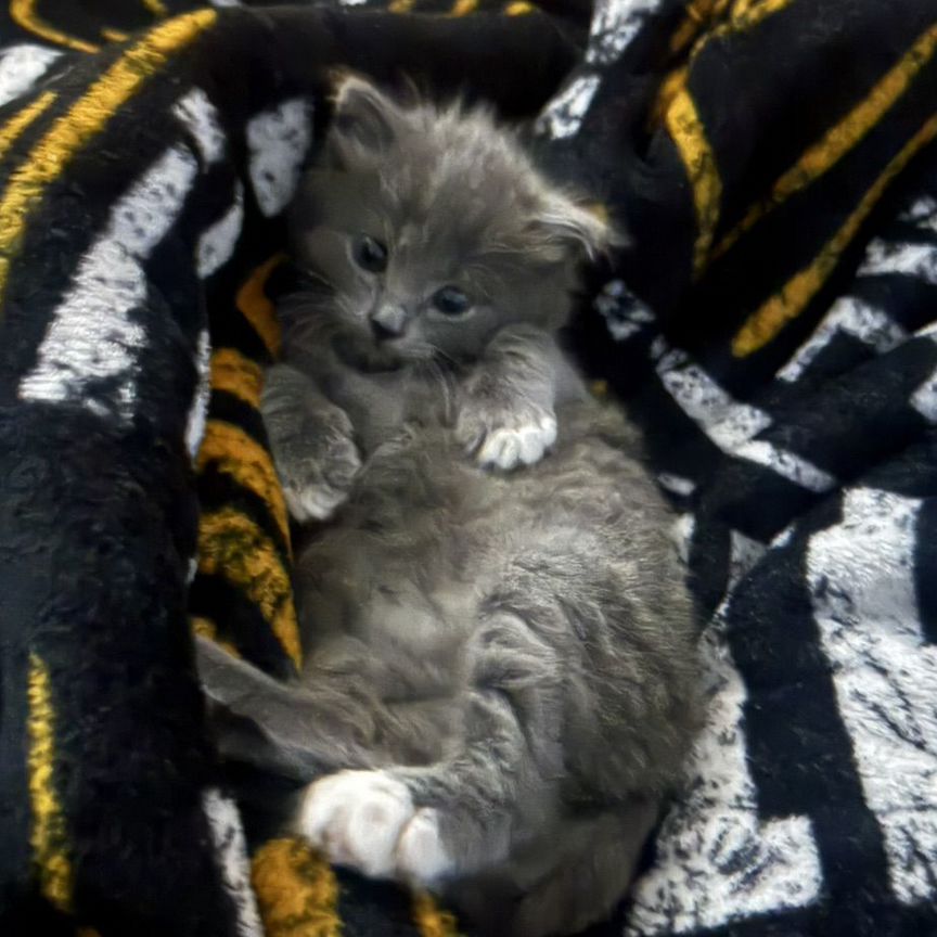 Котёнок в добрые руки