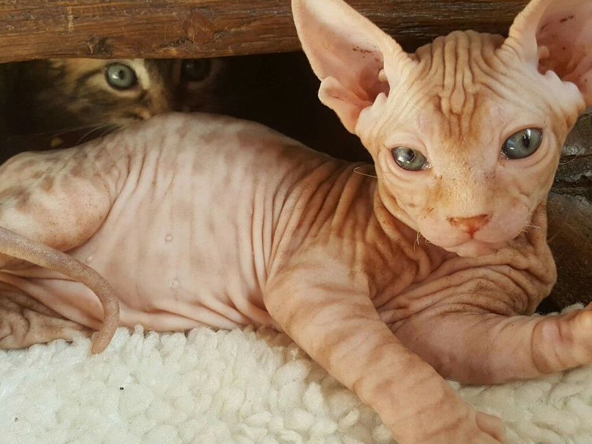 Отдам кота в добрые руки