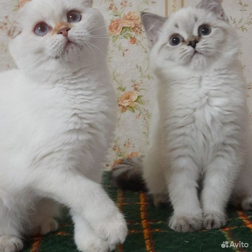 Шотландские котята