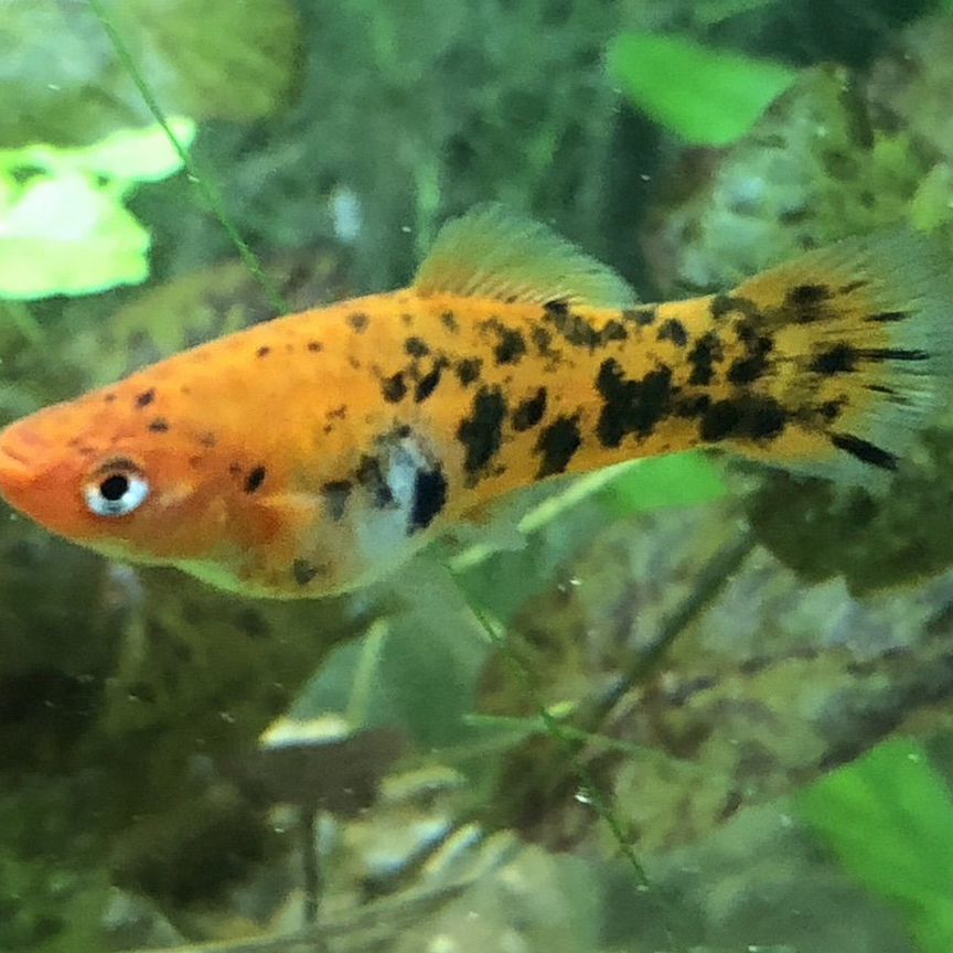 Пятнистые меченосцы