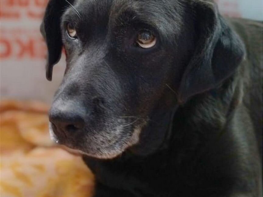 Лабрадор ищет дом