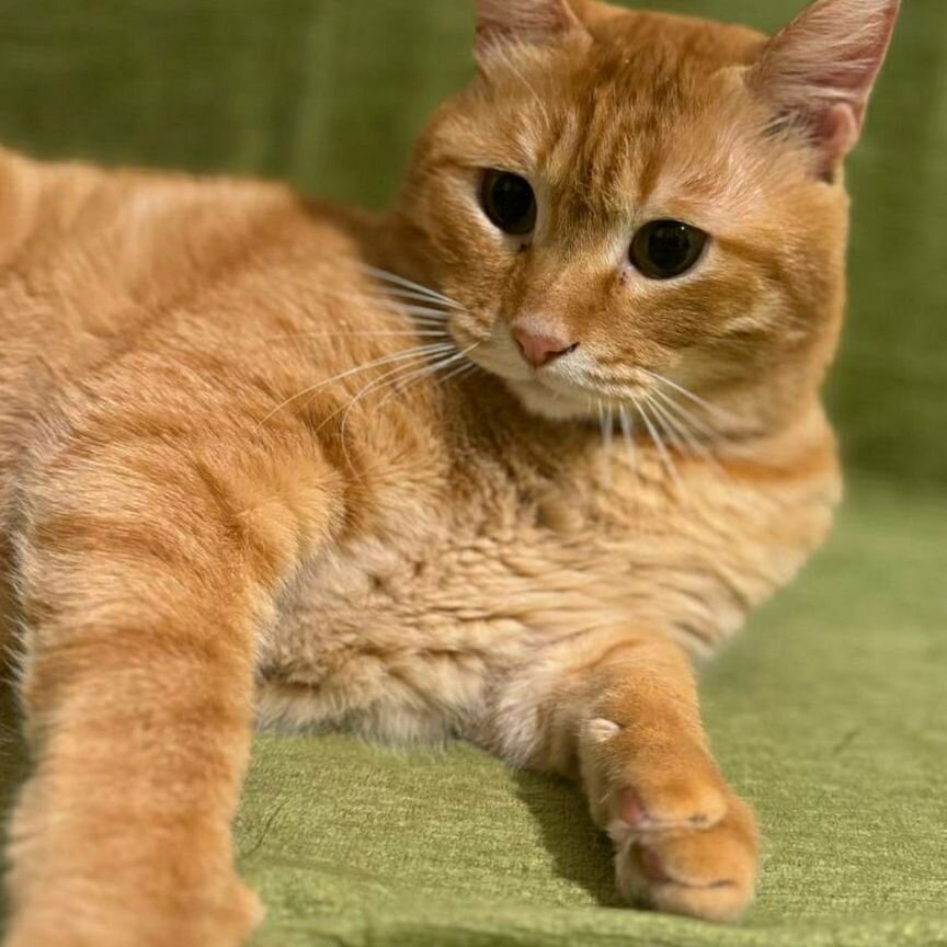 Кот рыжий с хорошим характером