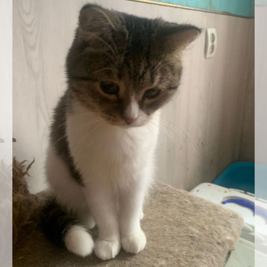 Милый котик ищет дом
