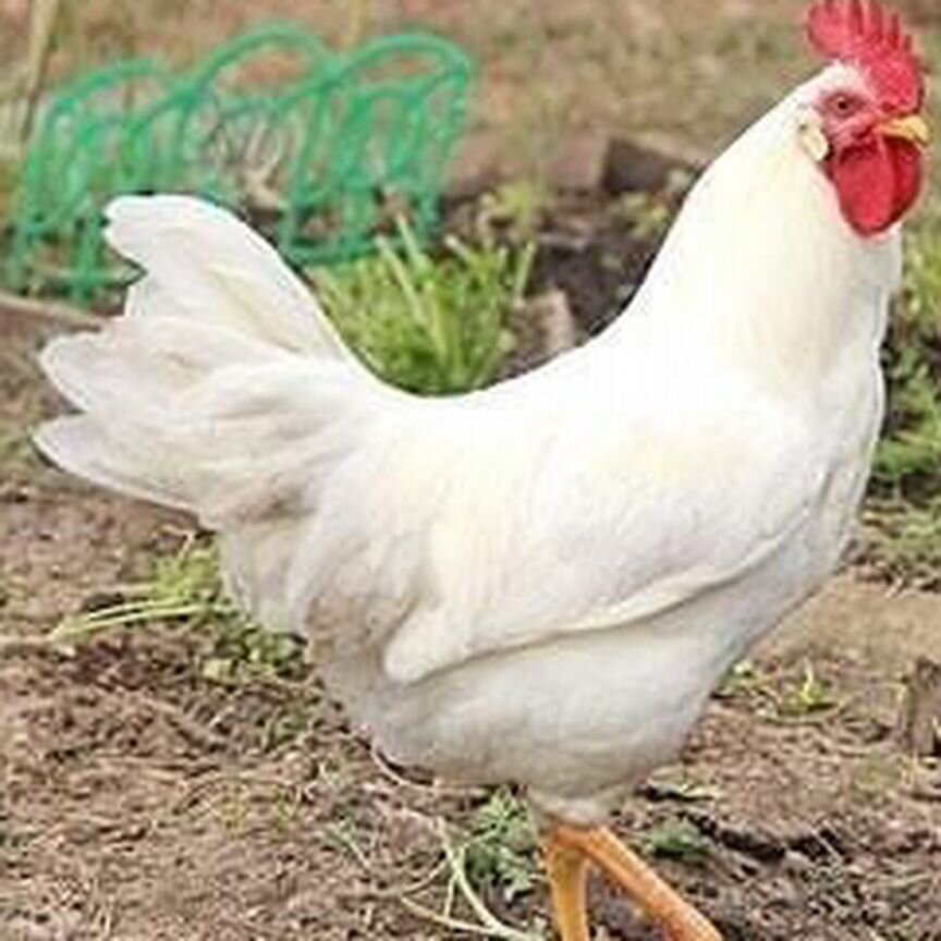 Молодые петухи