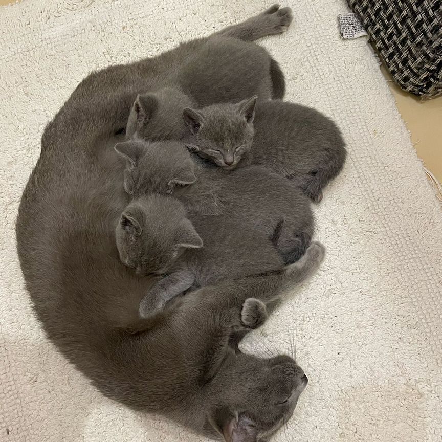 Котята Русская голубая