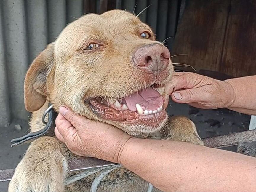 Лобрадор (мальчик) чистокровный 3 года