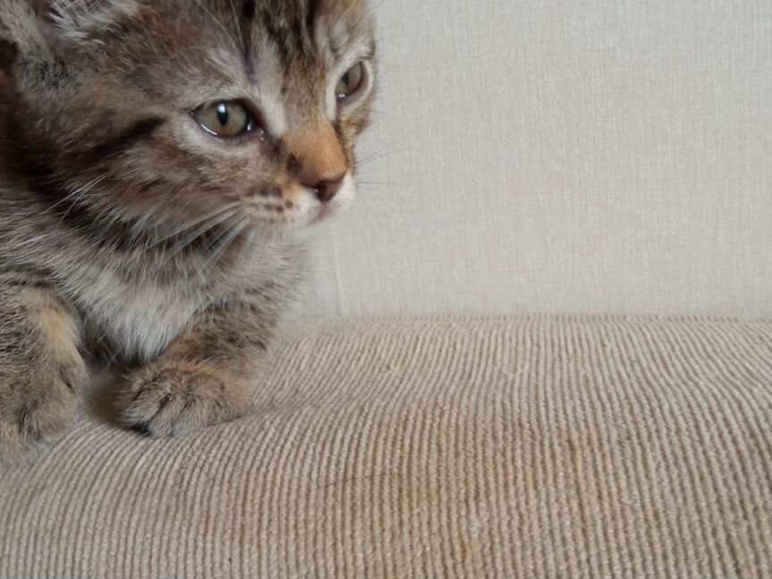 Кошка