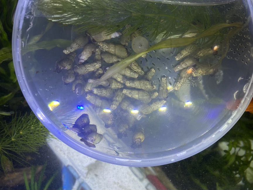 Улитки мелании