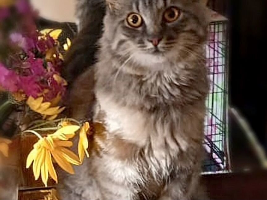Кошки и котята