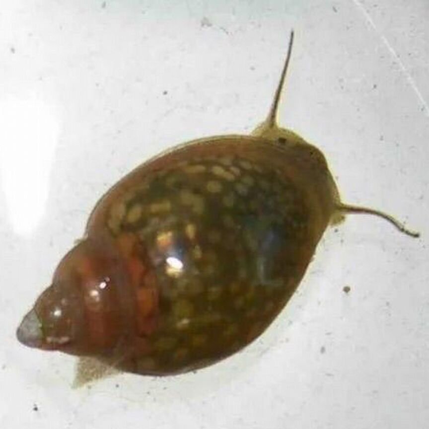 Улитки физа