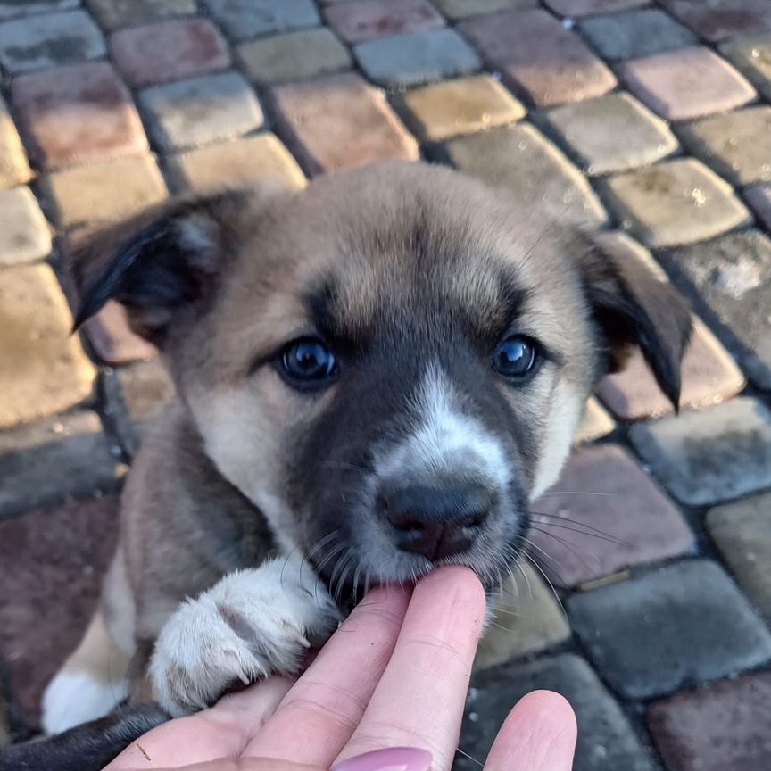 Дворняжки среднего размера