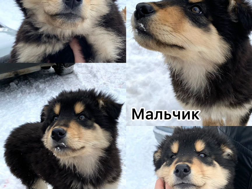 Щенки в добрые руки