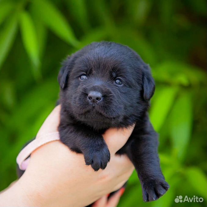 Чёрный лабрадор-ретривер 1 месяц