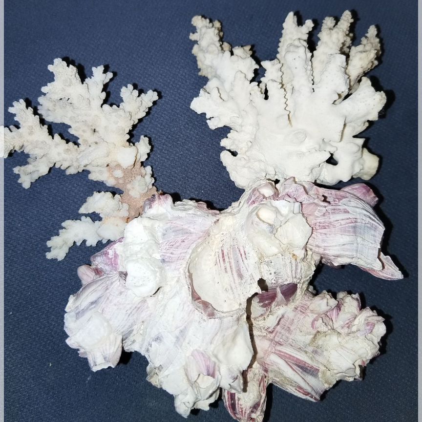 Кораллы для аквариума