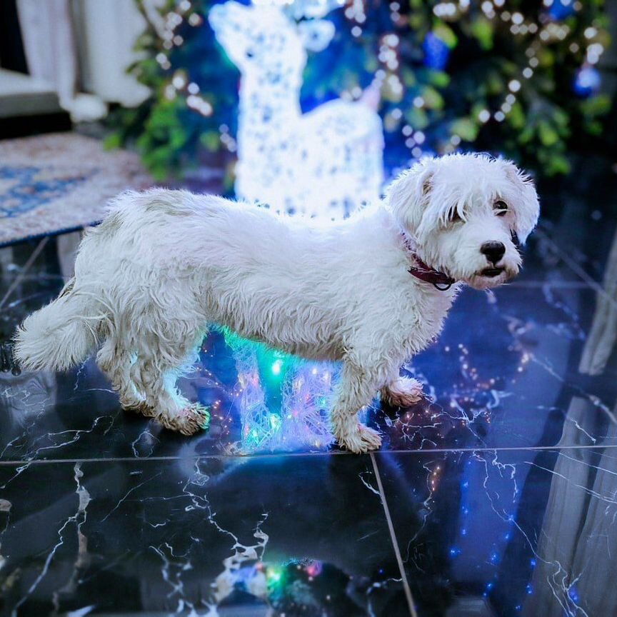 Прикольная малютка Биба, метис терьерчика