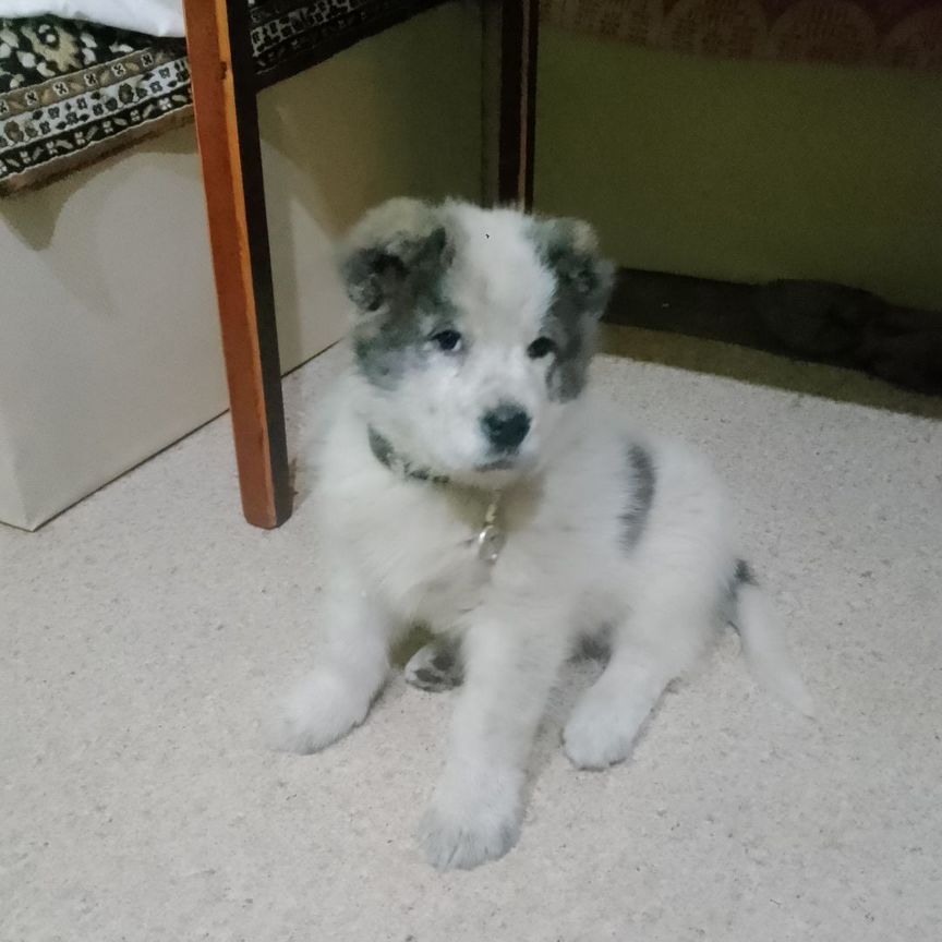 Щенок Алабай. Бесплатно