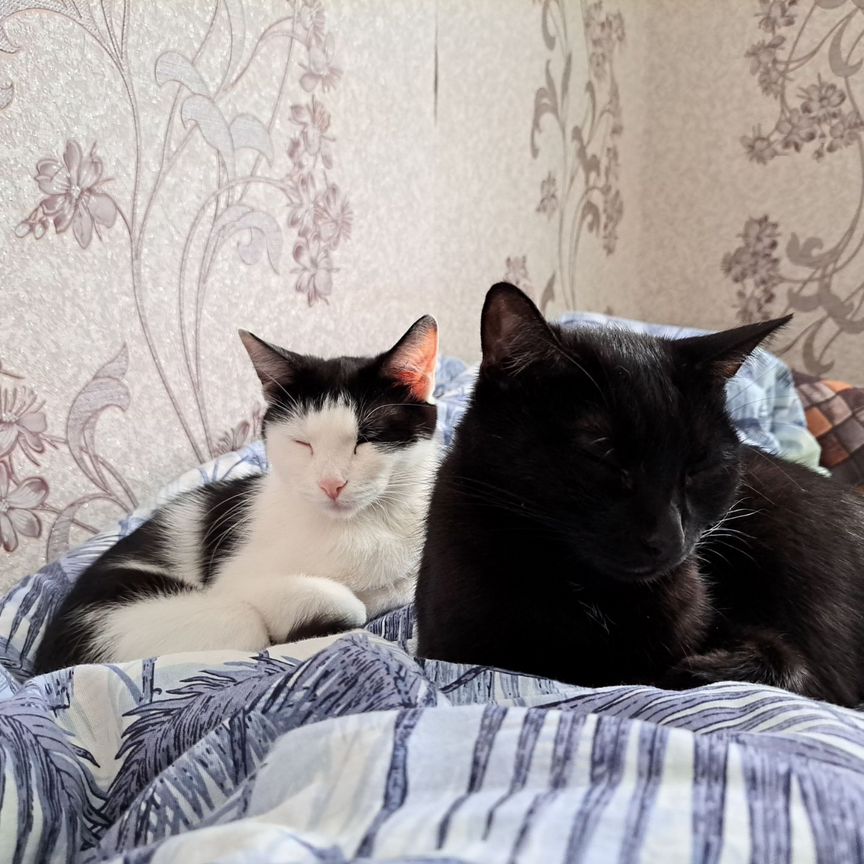 Кошки в добрые руки бесплатно