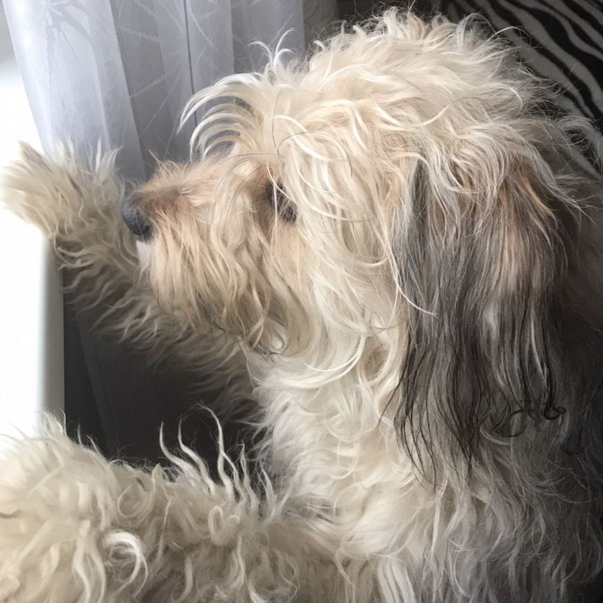 Собака в добрые руки