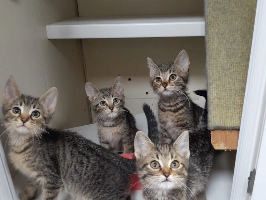 Котята в добрые руки
