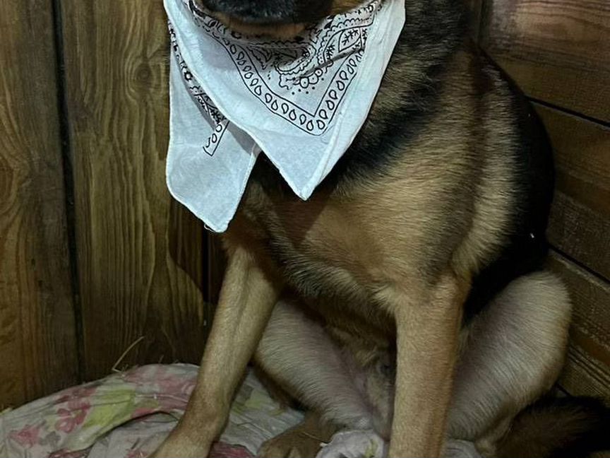 Собака Давид из приюта Некрасовка