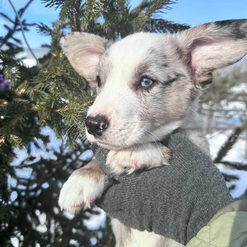 Вельш-корги кардиган мраморный