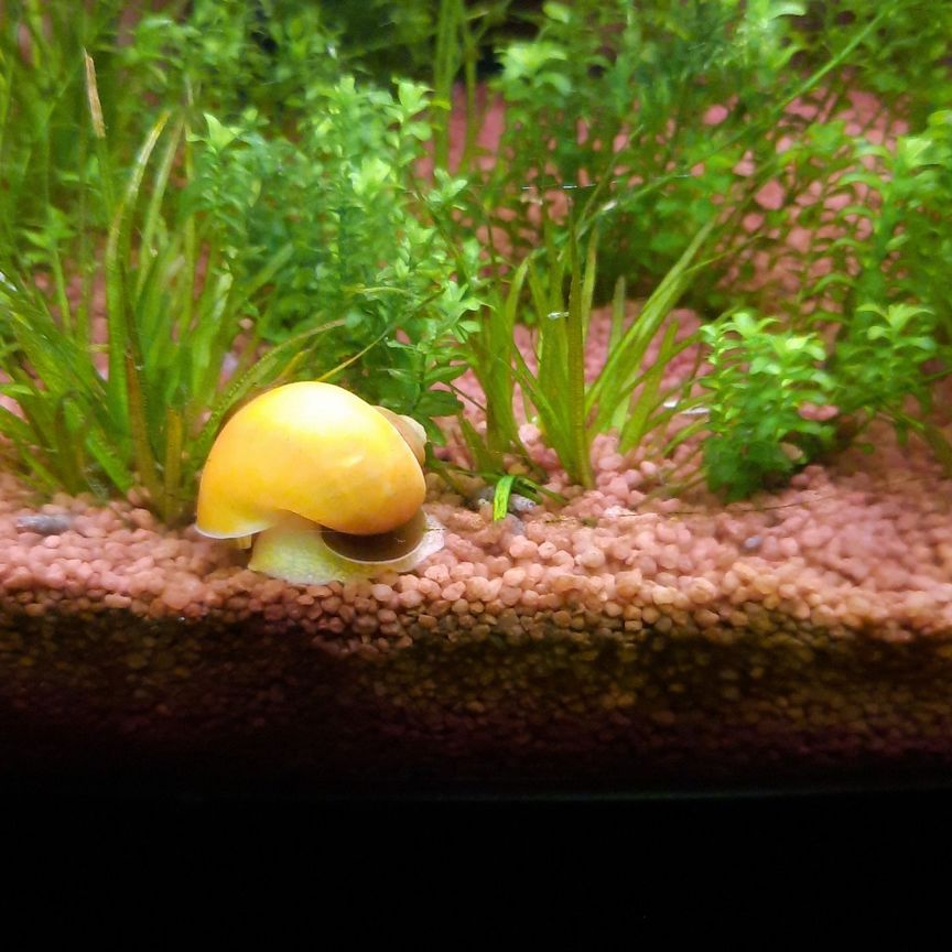 Ампулярии желтые