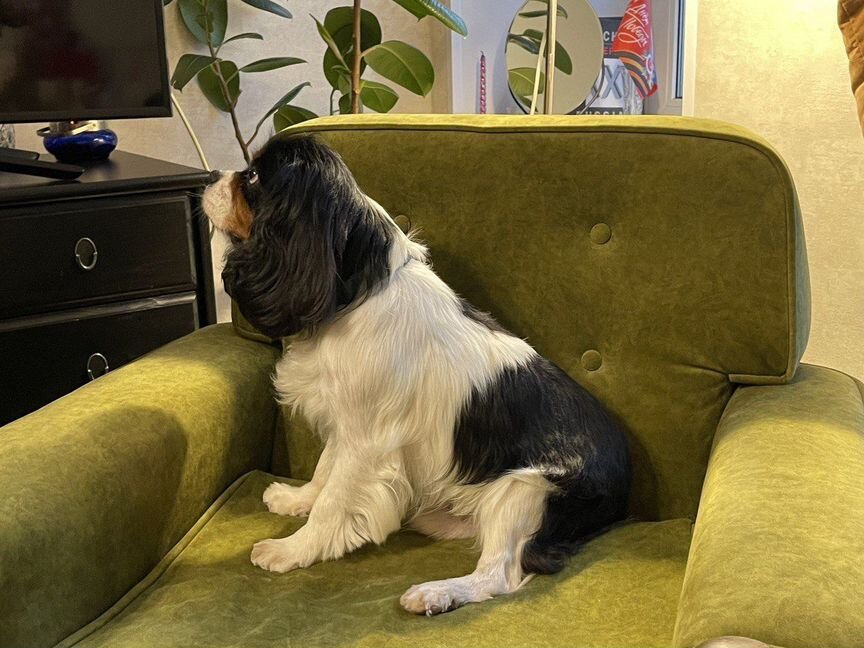 Кавалер Кинг чарльз спаниель вязка