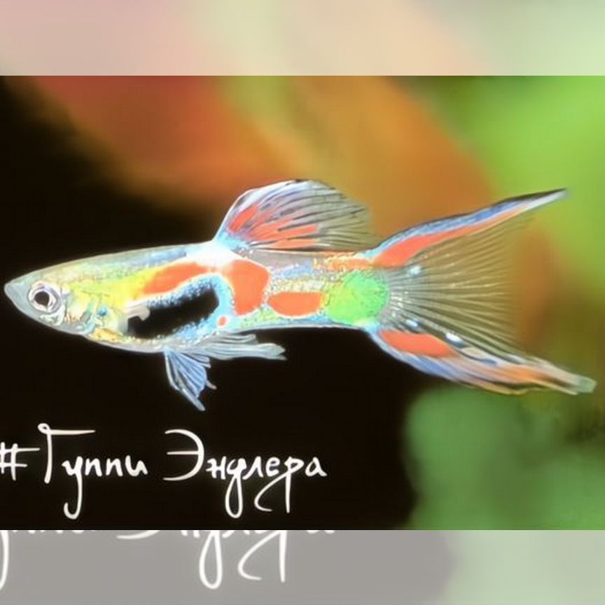 Гуппи Эндлера