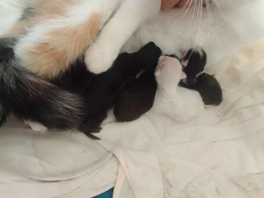 Котята мама мэнкс папа британец