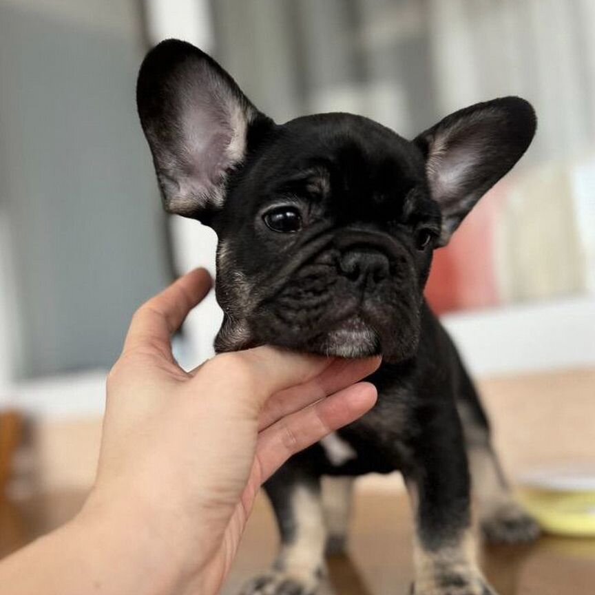 Французский бульдог мальчик блэк тан