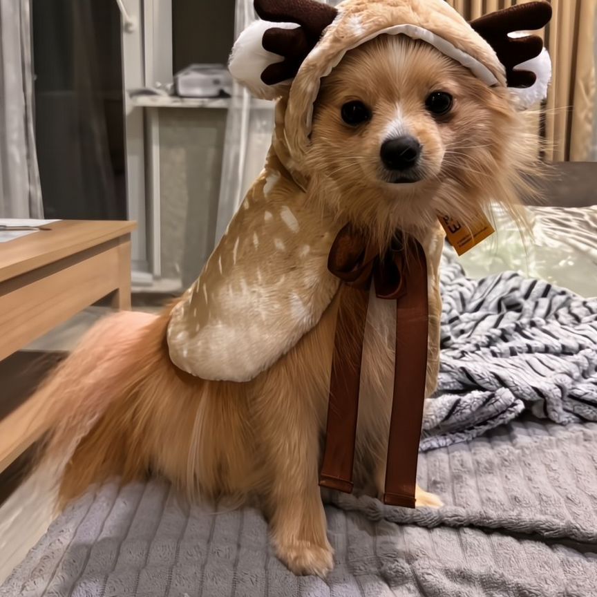 Накидка на маленькую собаку