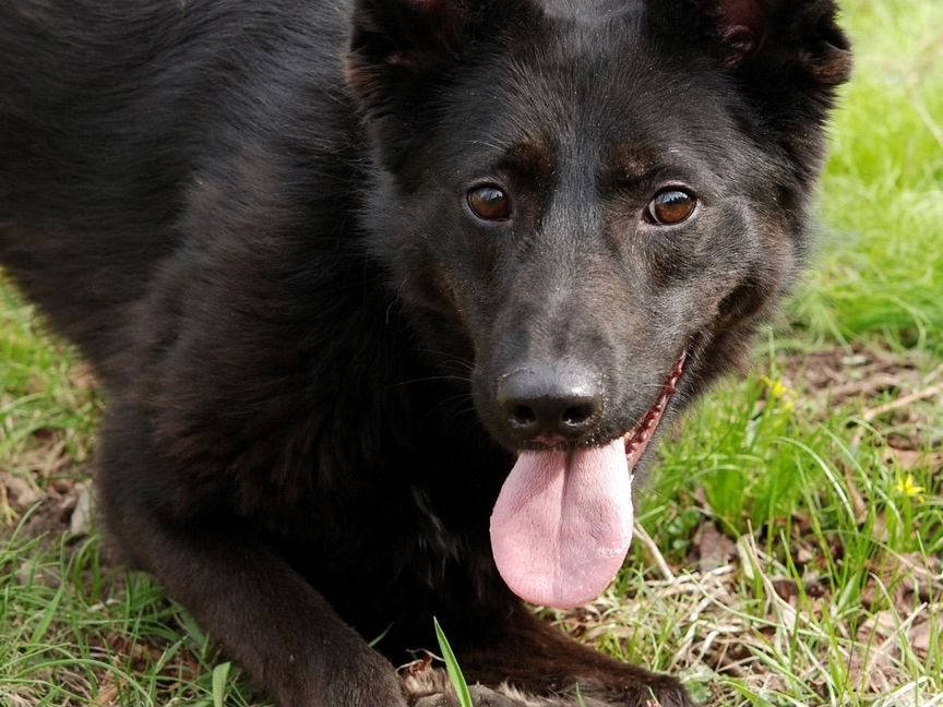 Собака в добрые руки молодая