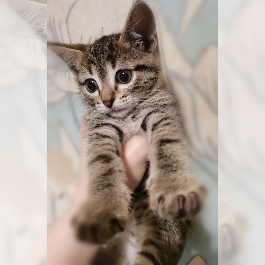 Котёнок в добрые руки