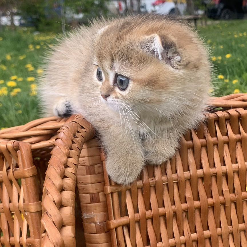 Котята золотая шиншилла