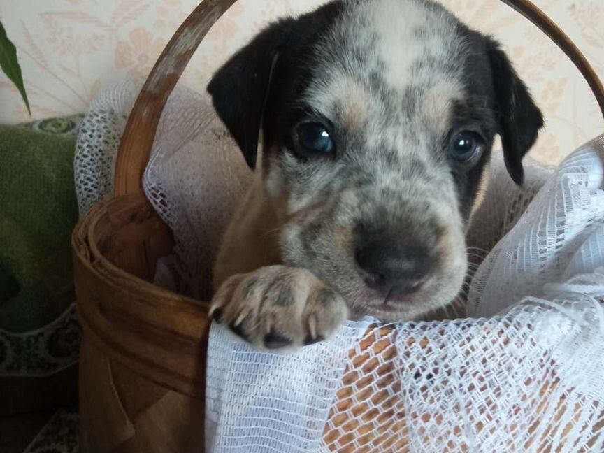 Щенки метисы