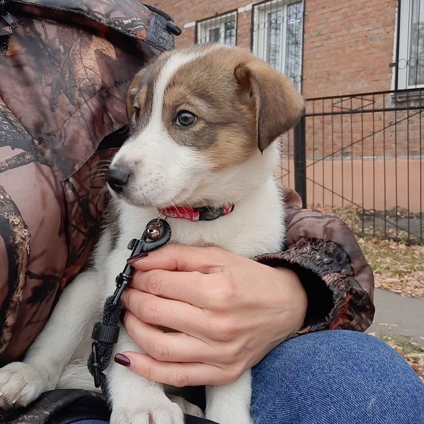 Щенок в Добрые руки (девочка, 1,5мес.)