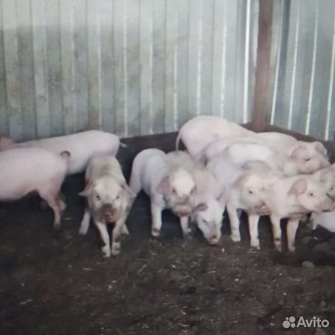 Поросята ландрас