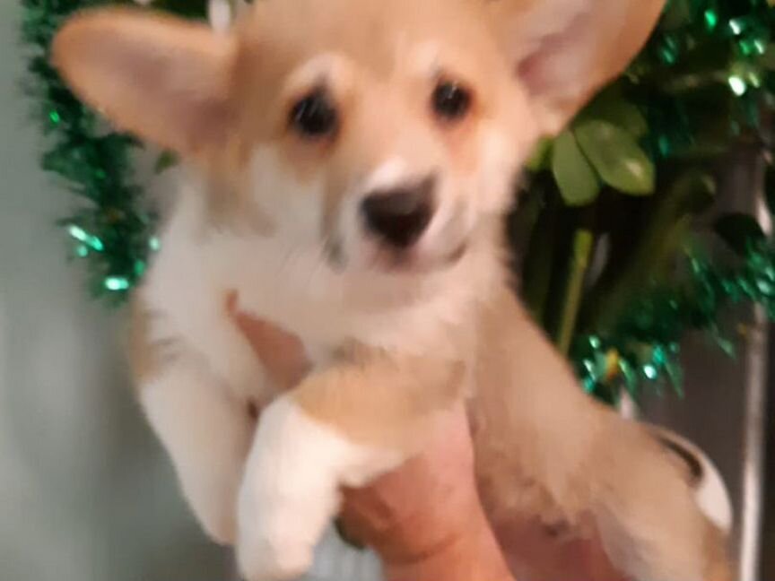 Родители Вы где -ау